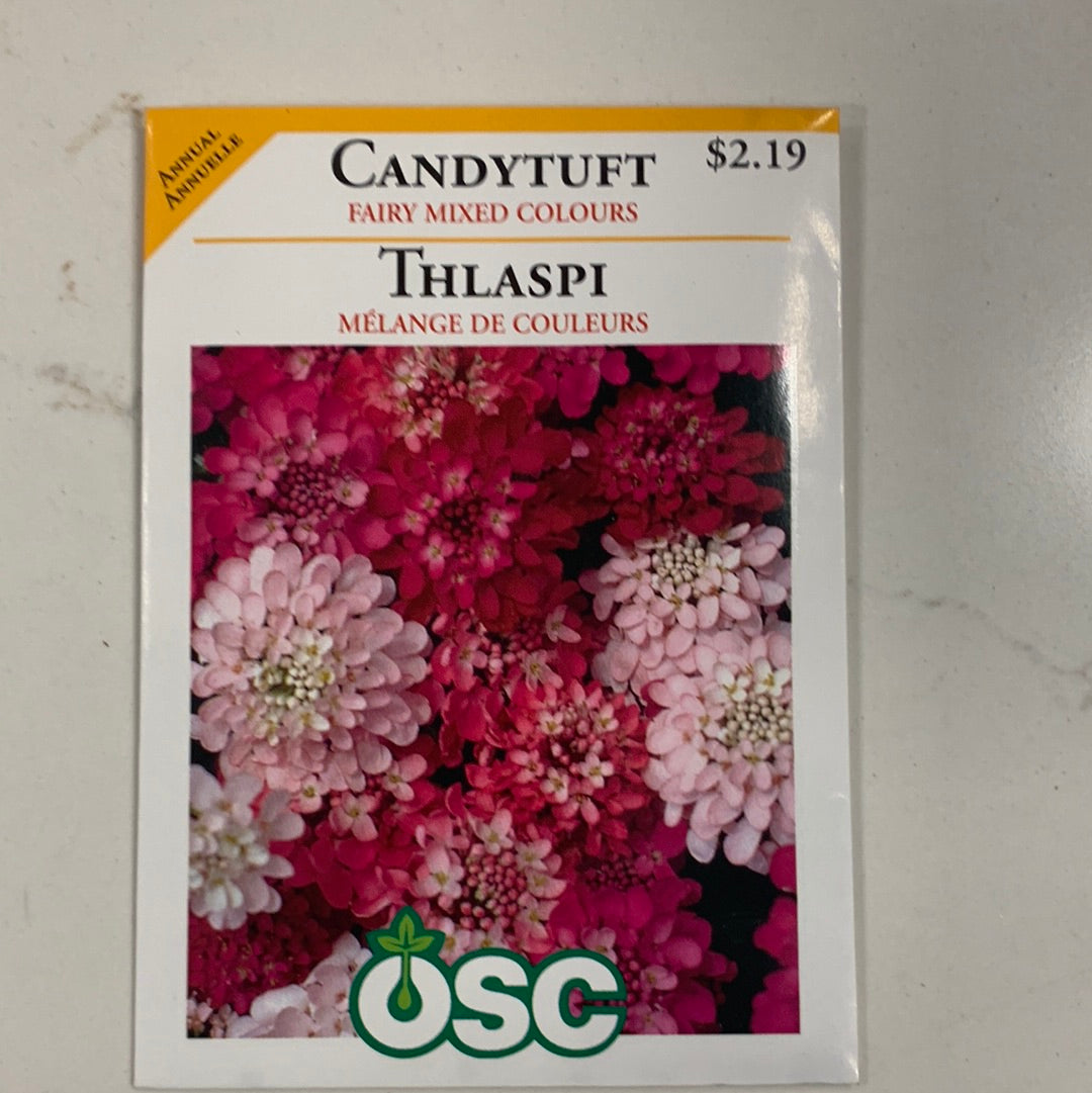Candytuft Seed Packets - Fairy Mixed Colours – Laporte's Nursery & Greenhouses Inc.