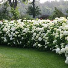 Trees, Shrubs & Evergreens – Page 10 – Laporte's Nursery & Greenhouses Inc.