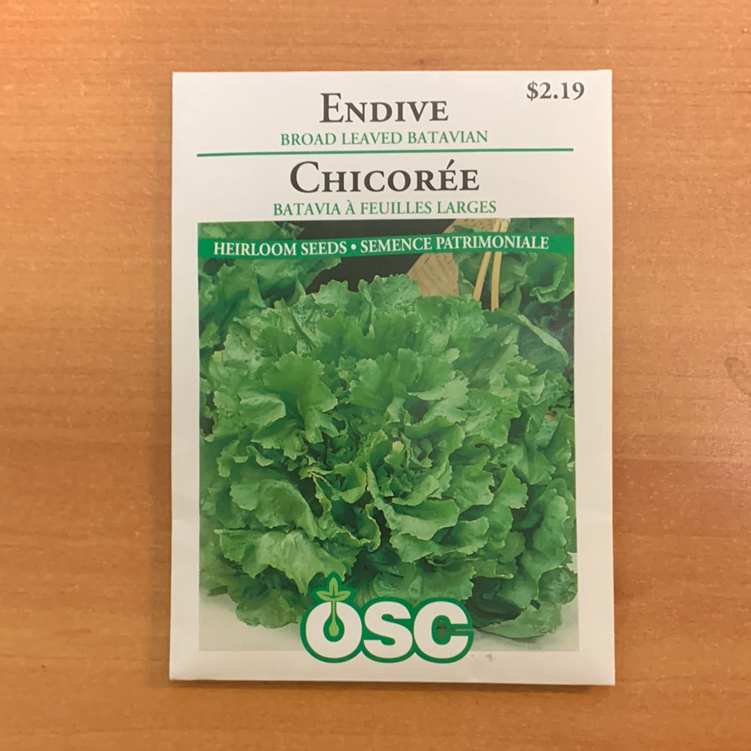 Endive Seed Packets - Broad Leaved Batavian – Laporte's Nursery ...