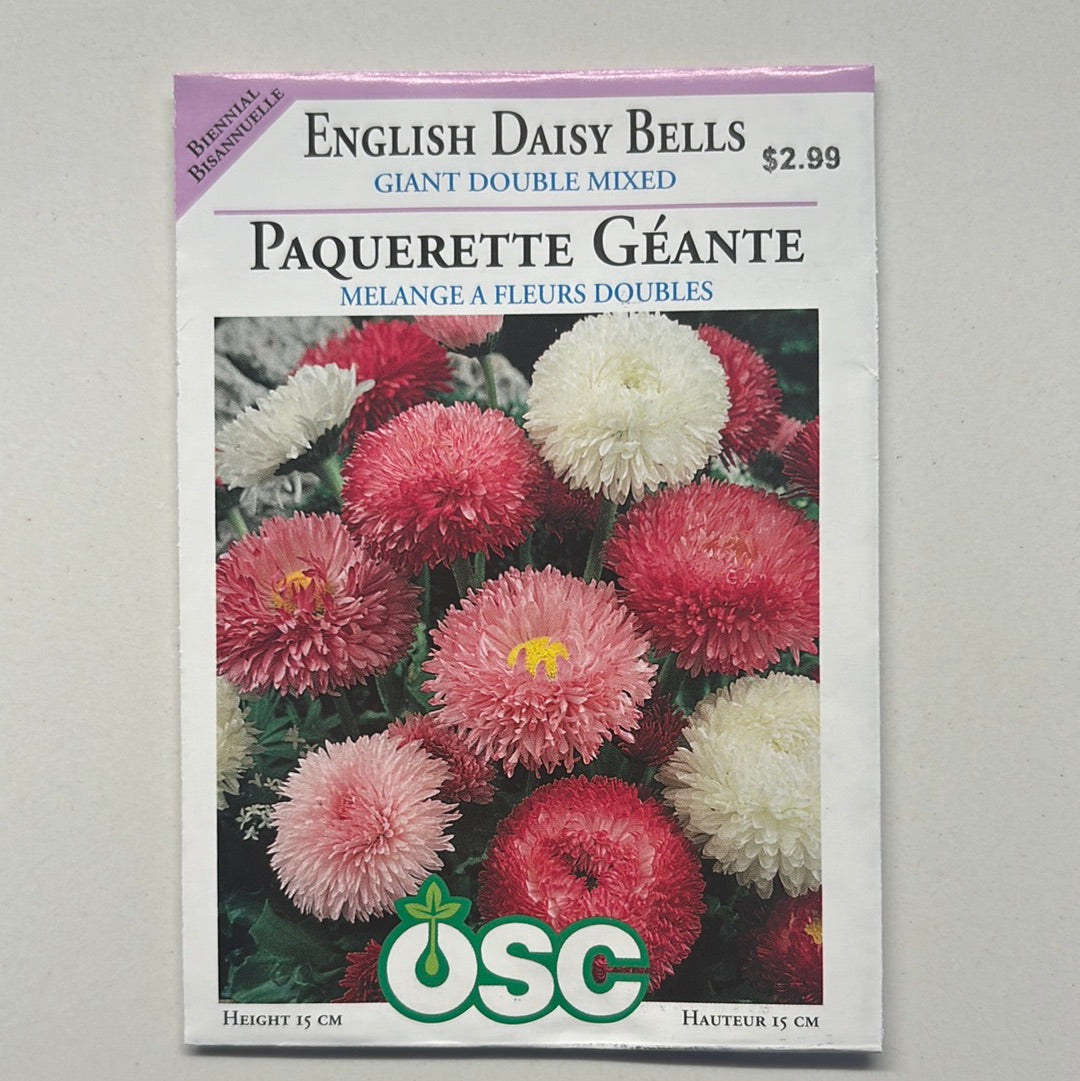 English Daisy Bells Seed Packets - Giant Double Mixed – Laporte's ...