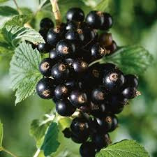 Currant ‘Wellington’ – Laporte's Nursery & Greenhouses Inc.