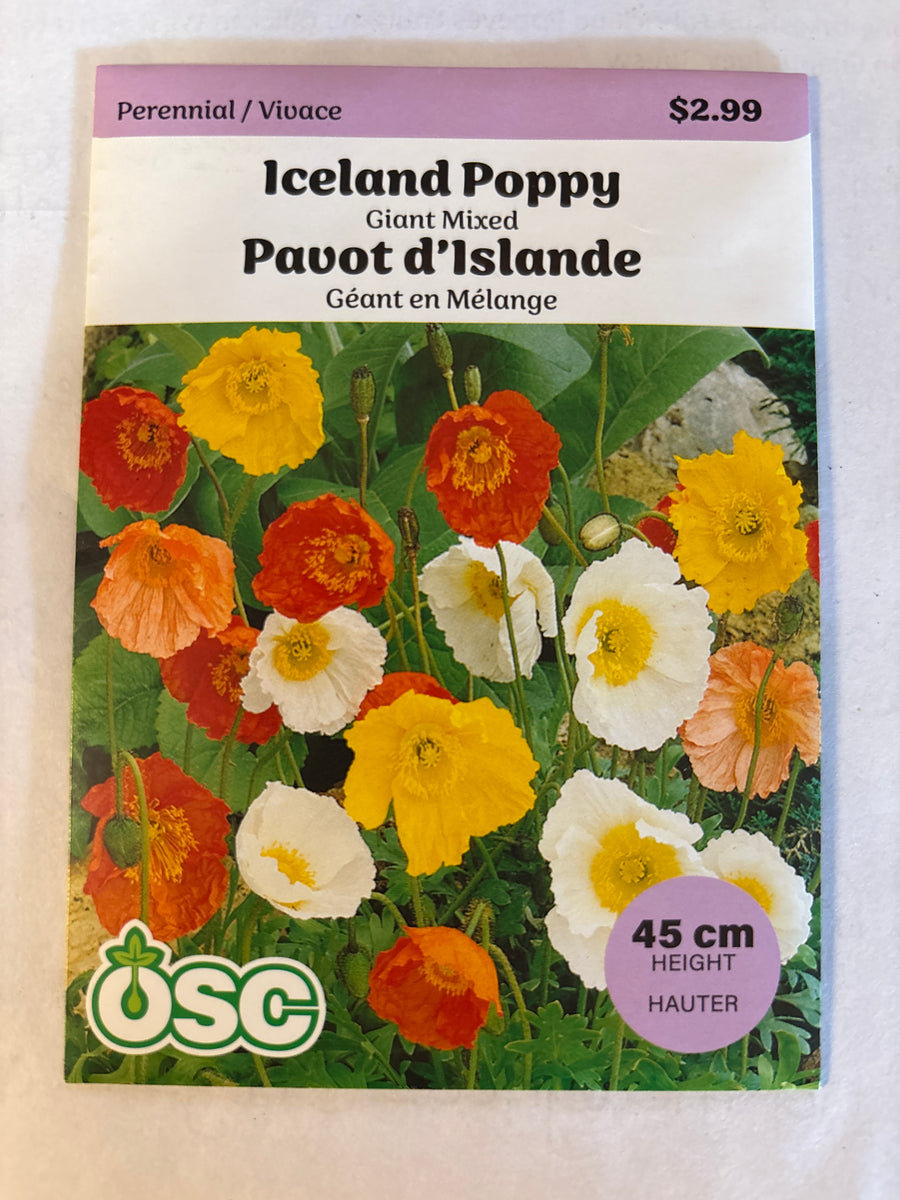 Iceland Poppy Seed Packets - Giant Mixed – Laporte's Nursery ...