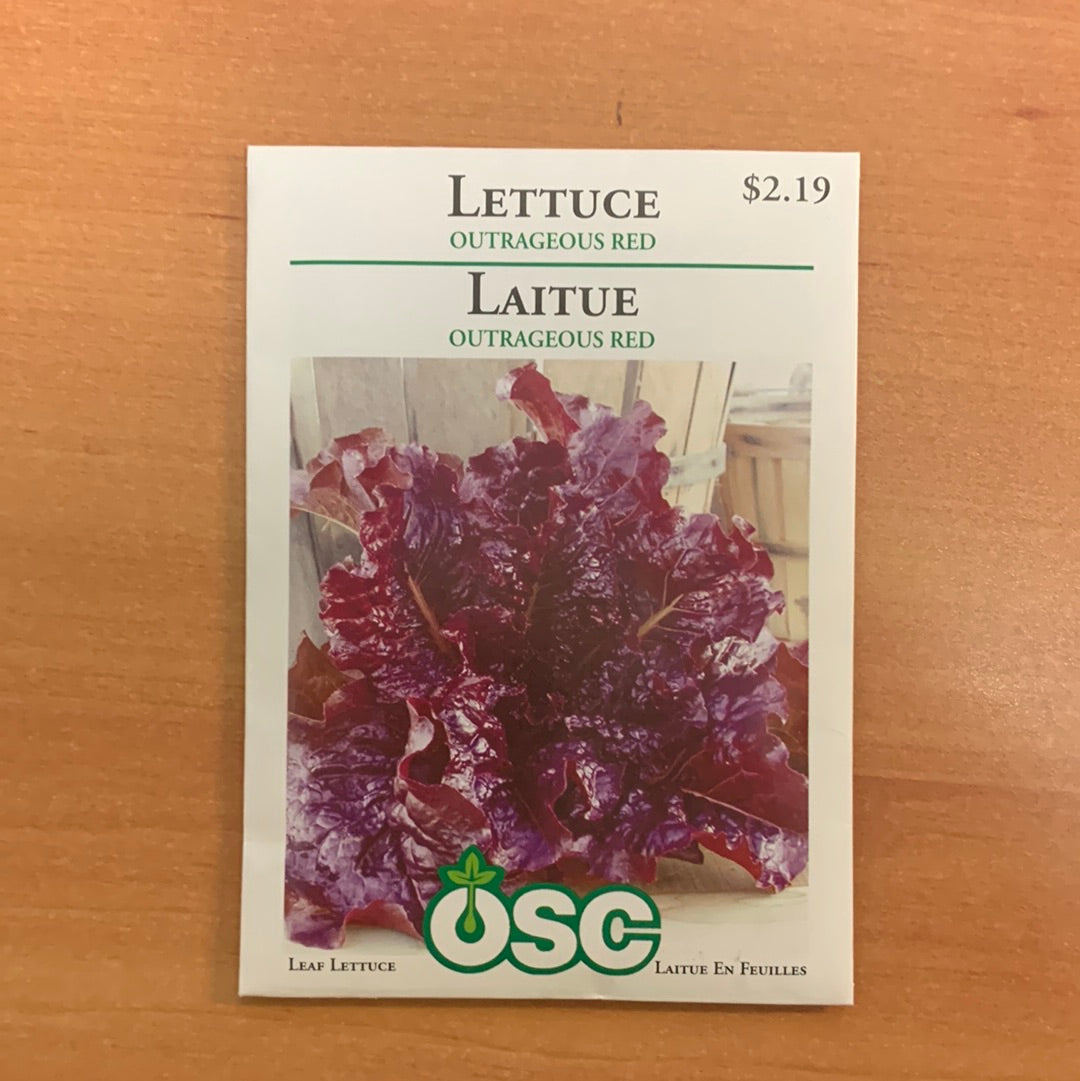 Lettuce Seed Packets - Outrageous Red – Laporte's Nursery & Greenhouses ...