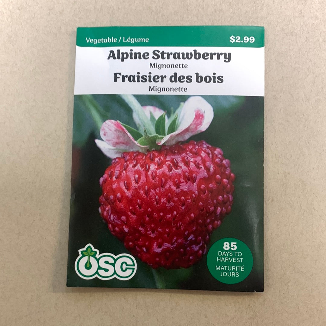 Alpine Strawberry Seed Packets - Mignonette – Laporte's Nursery ...
