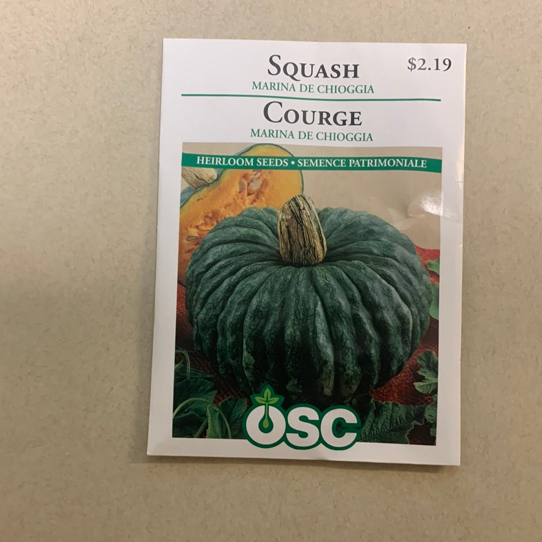 Squash Seed Packets - Marina De Chioggia – Laporte's Nursery ...
