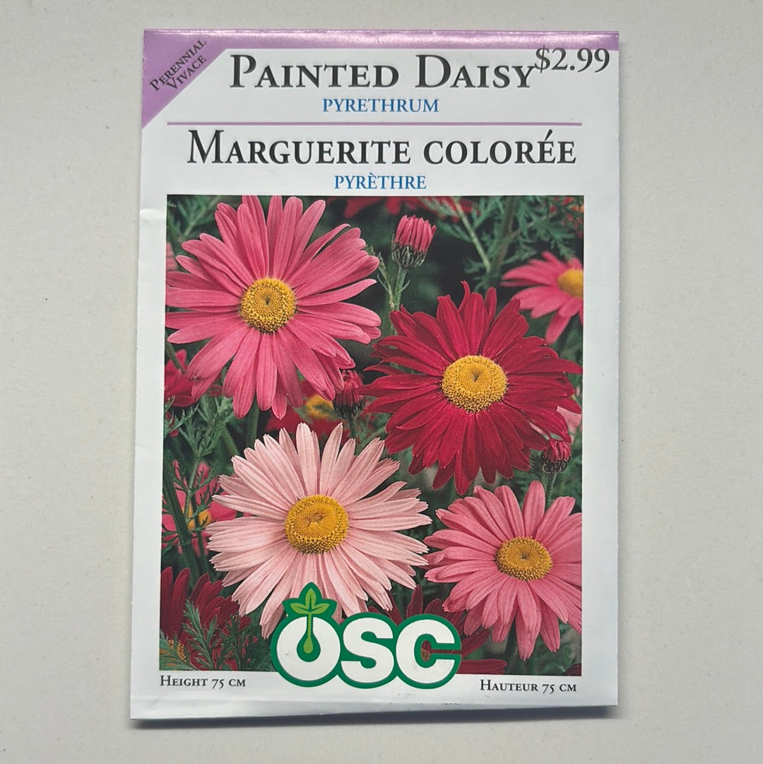 Painted Daisy Seed Packets - Pyrethrum – Laporte's Nursery ...