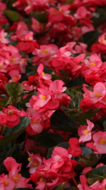 Surefire® Rose Begonia benariensis – Laporte's Nursery & Greenhouses Inc.