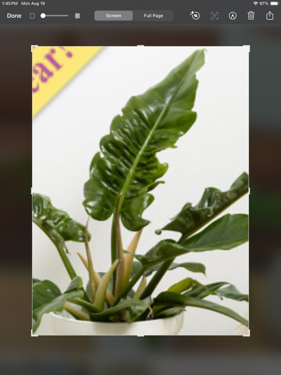 Prismacolor™ Double-edged Sword™ Tiger Tooth Philodendron Philodendron ...