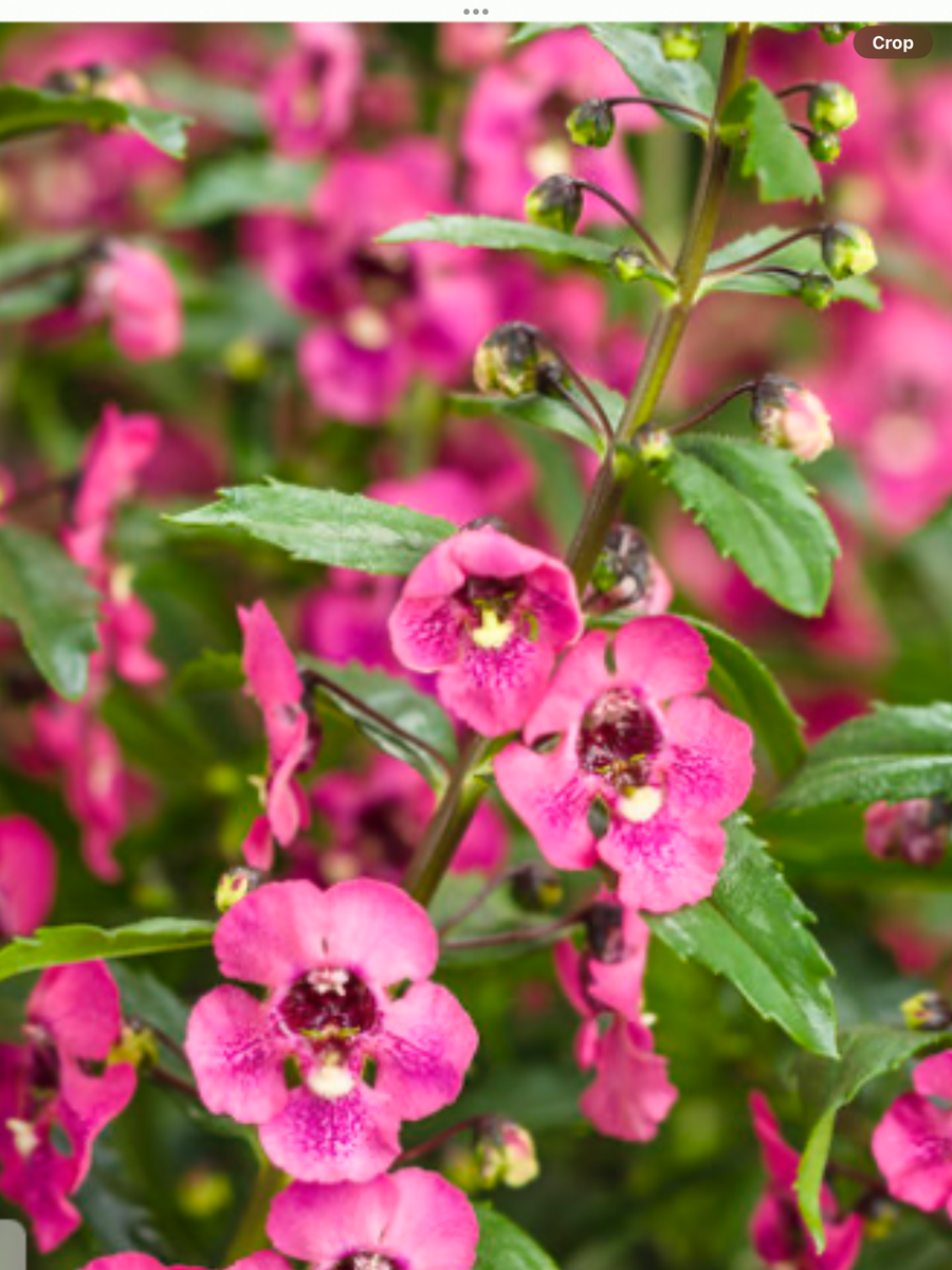 Angelface® Perfectly Pink Summer Snapdragon Angelonia hybrid – Laporte ...