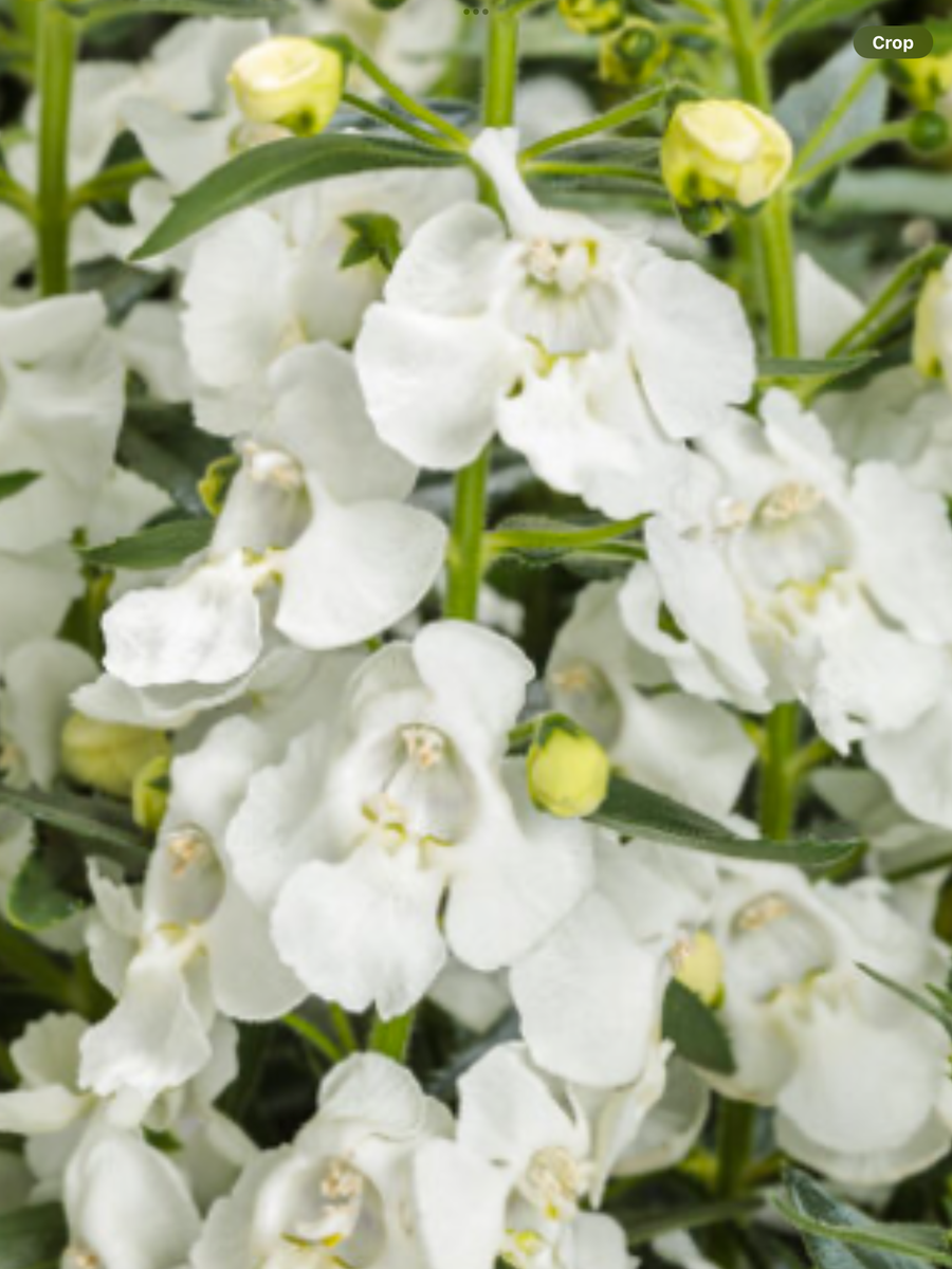 Angelface® Super White Summer Snapdragon Angelonia hybrid – Laporte's ...