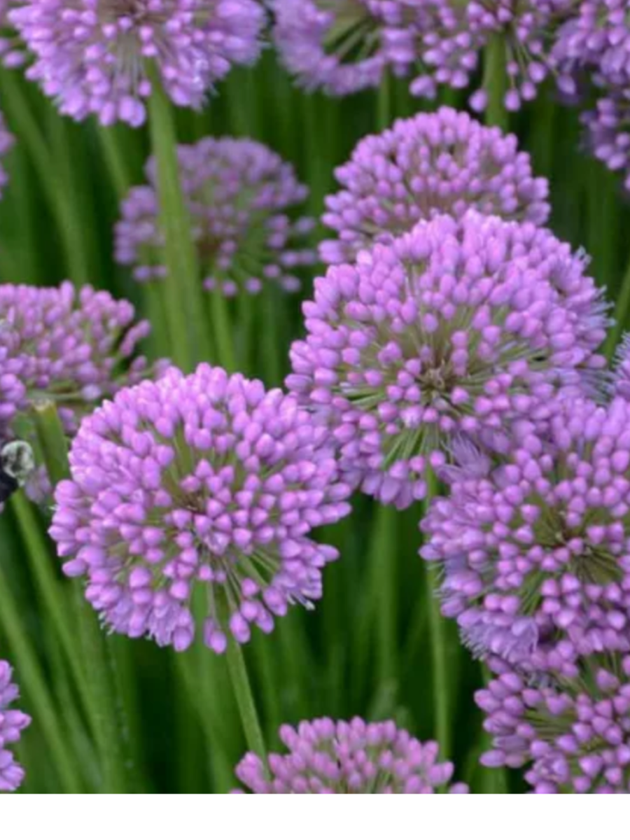 Allium x senescens Millenium – Laporte's Nursery & Greenhouses Inc.