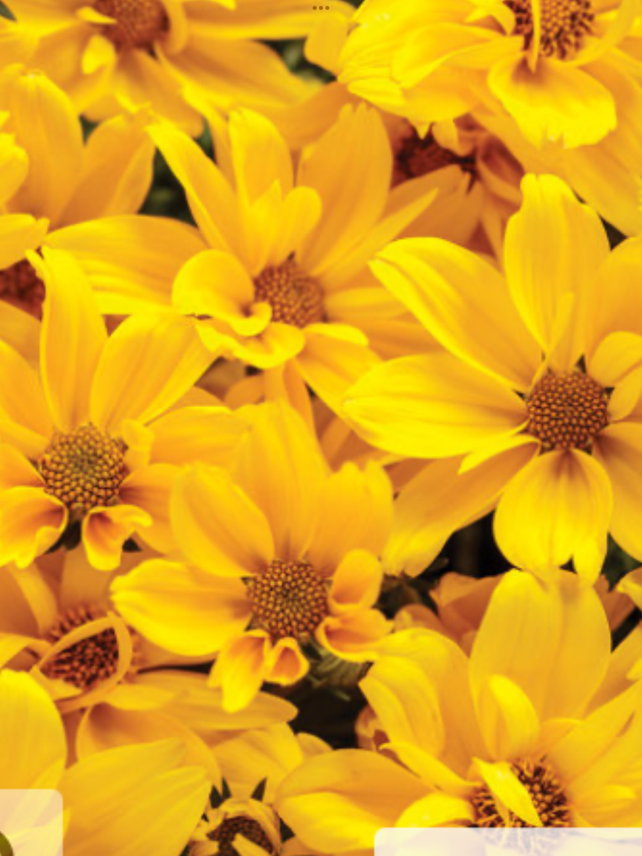 Goldilocks Rocks® Bidens ferulifolia – Laporte's Nursery & Greenhouses Inc.