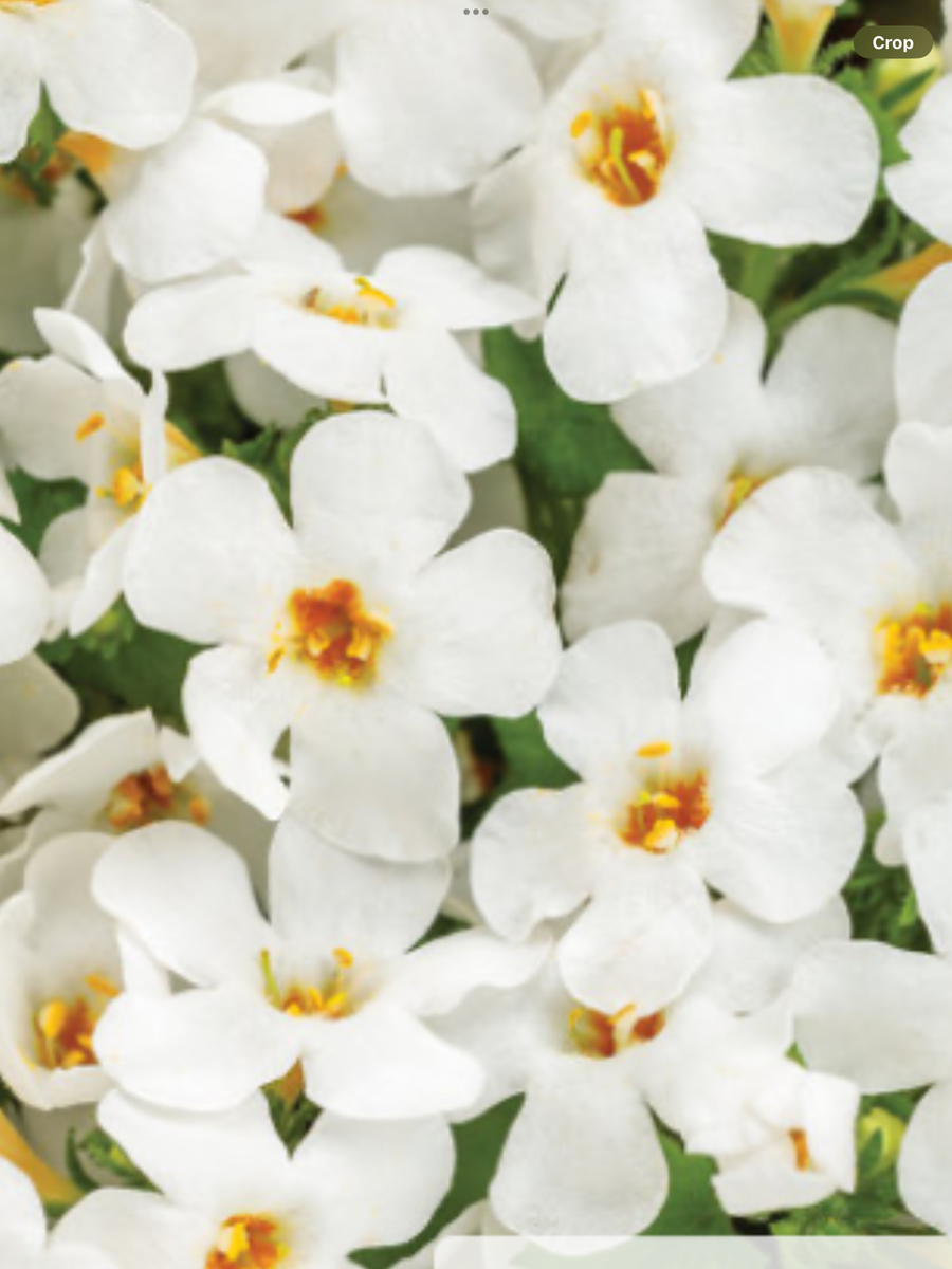 Snowstorm® Snow Globe® Bacopa Sutera cordata – Laporte's Nursery ...