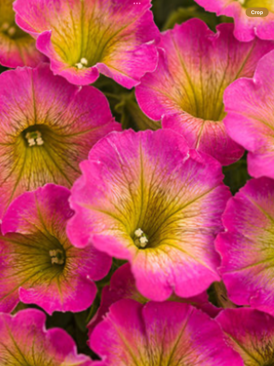 Supertunia® Daybreak Charm Petunia hybrid – Laporte's Nursery ...