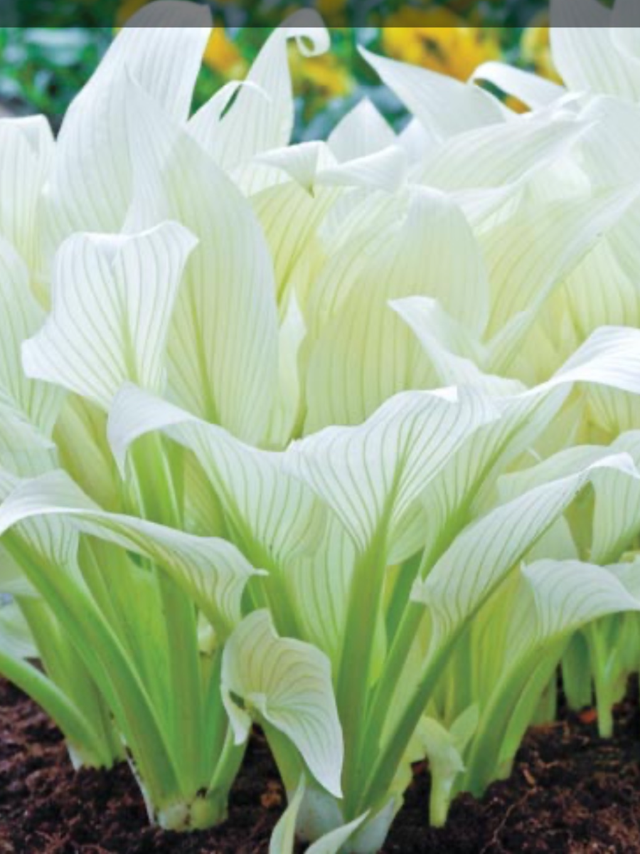 Hosta Specimen White Feather – Laporte's Nursery & Greenhouses Inc.