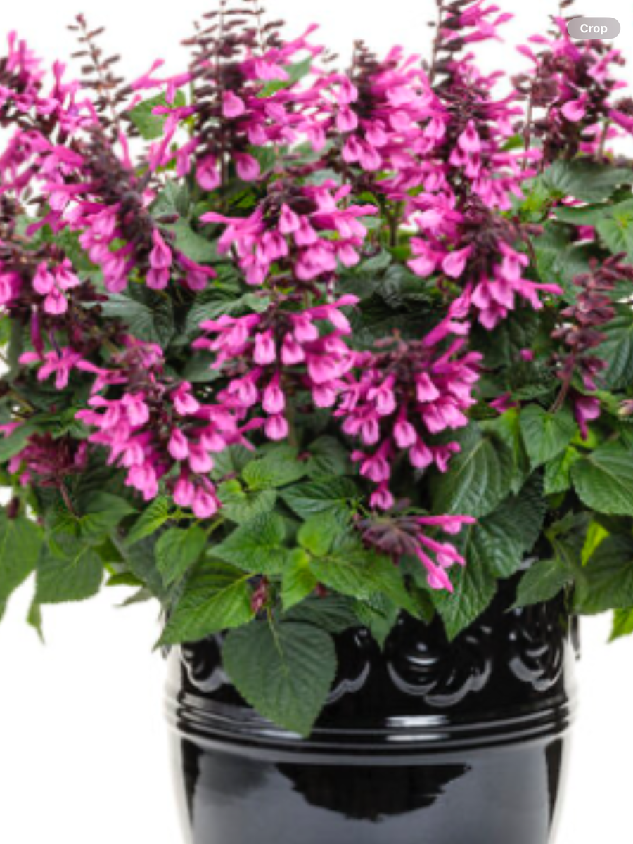 Unplugged® Pink Salvia hybrid – Laporte's Nursery & Greenhouses Inc.