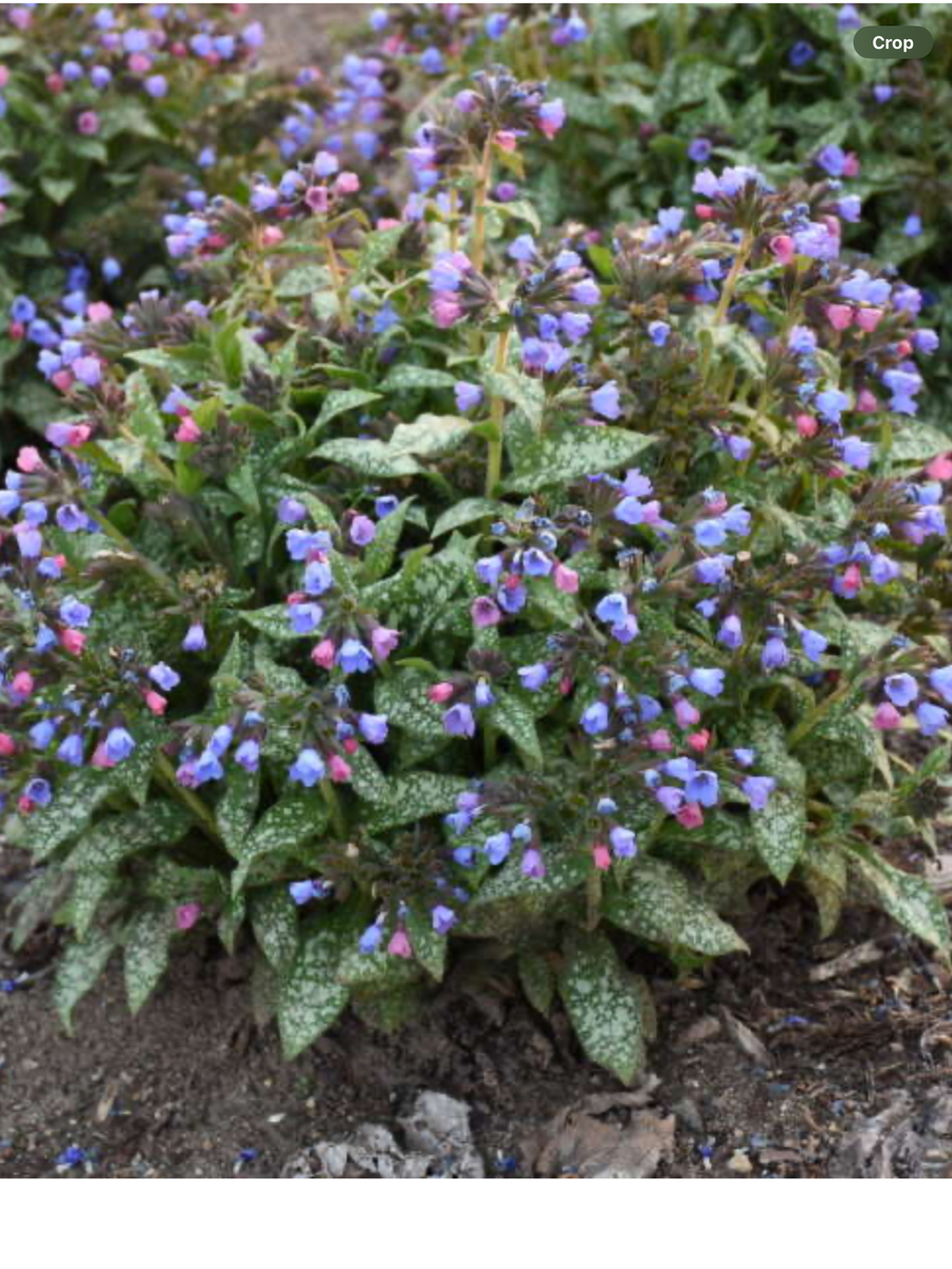 'Pink-a-Blue' Lungwort Pulmonaria hybrid – Laporte's Nursery ...