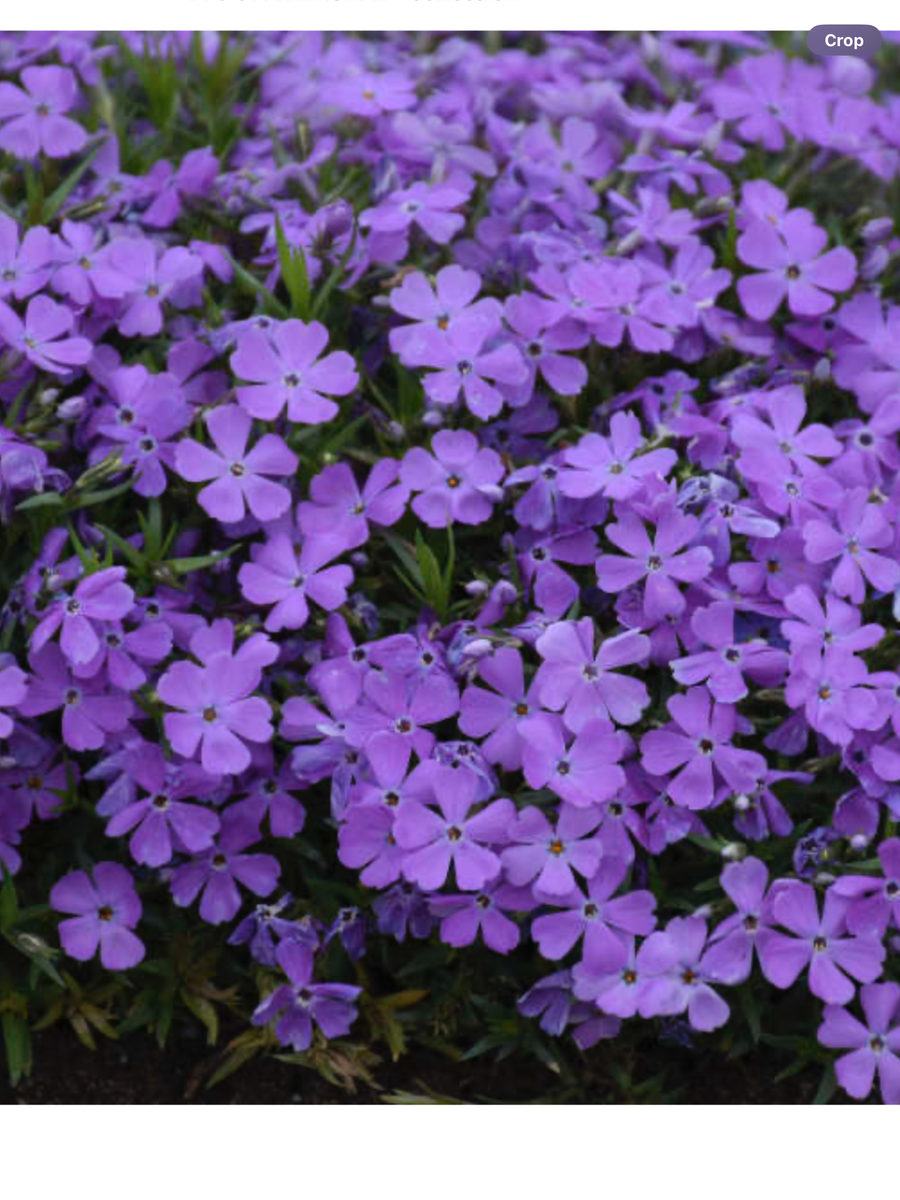Mountainside® 'Crater Lake' Hybrid Spring Phlox Phlox hybrid – Laporte ...