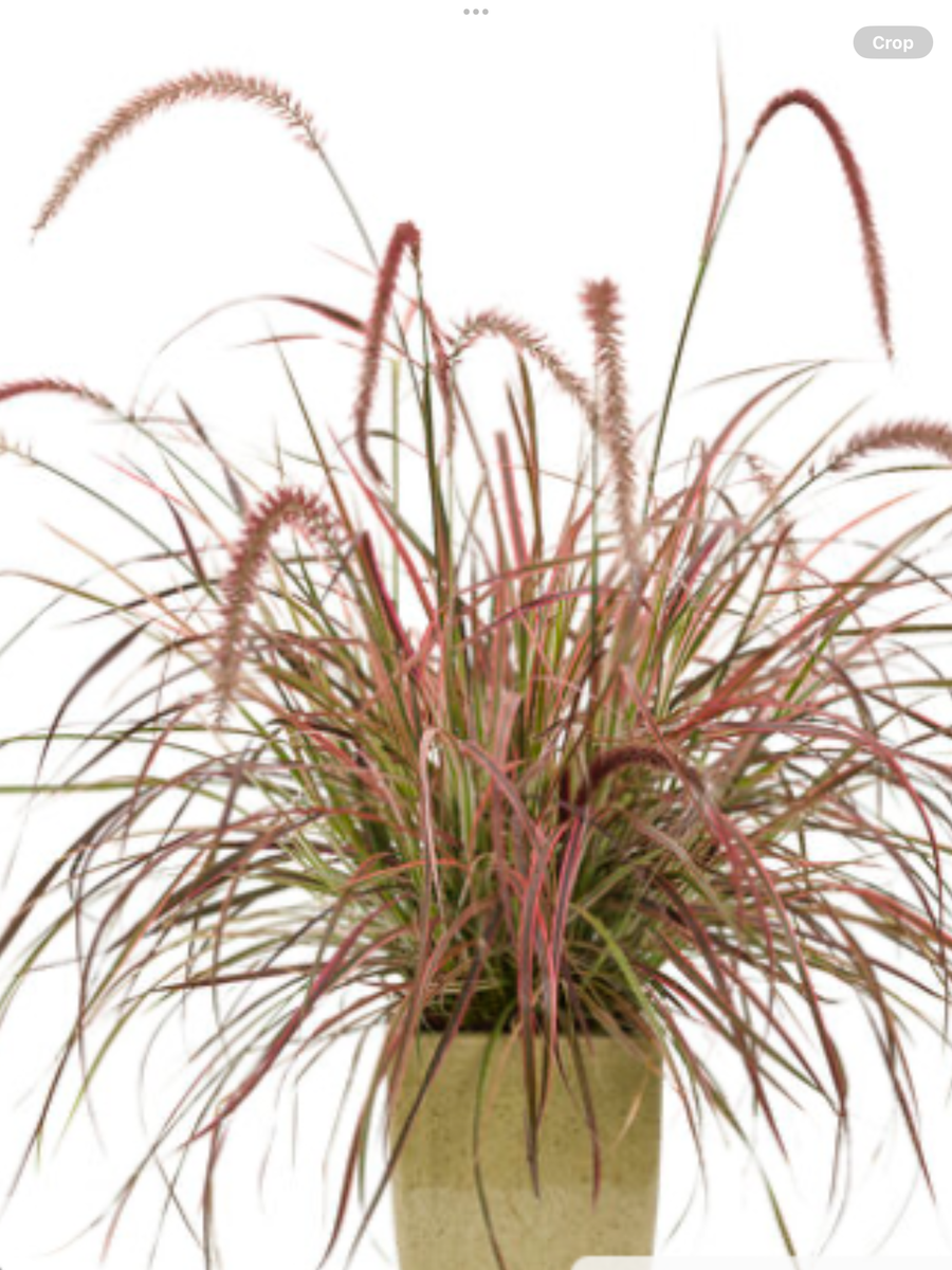 Graceful Grasses® 'Fireworks' Variegated Red Fountain Grass Pennisetum ...