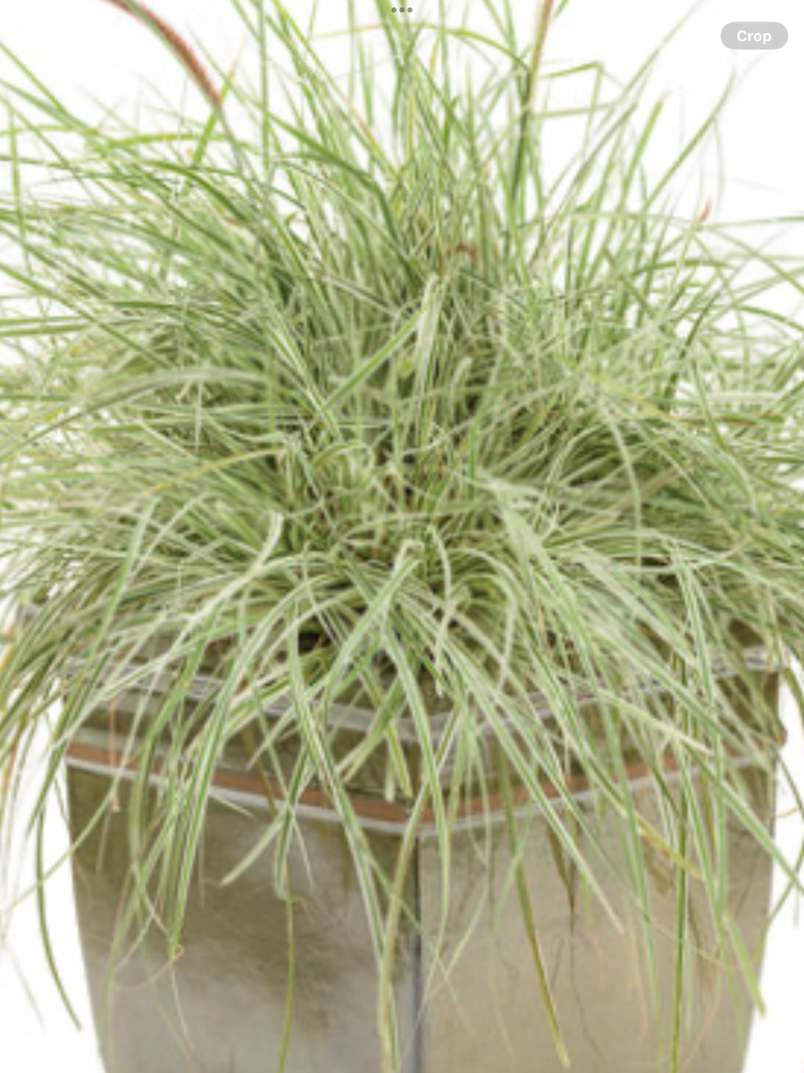 Graceful Grasses® 'Sky Rocket' Fountain Grass Pennisetum setaceum 'Rub ...