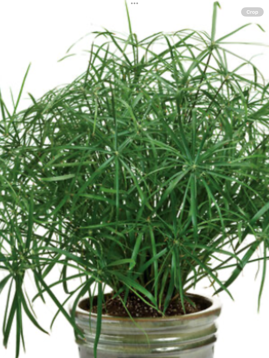 Graceful Grasses® Baby Tut® Umbrella Grass Cyperus involucratus ...