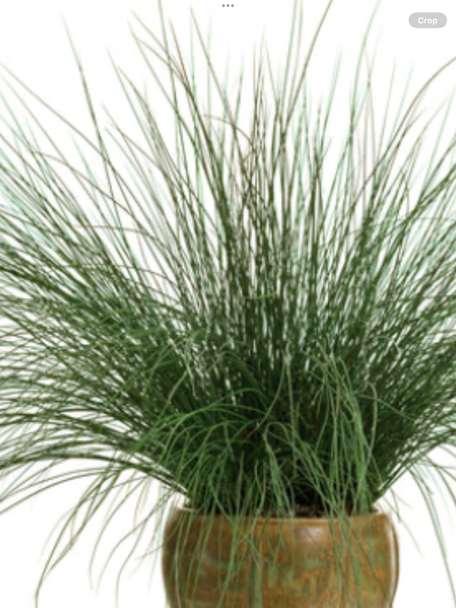 Graceful Grasses® Blue Mohawk® Soft Rush Juncus inflexus – Laporte's ...