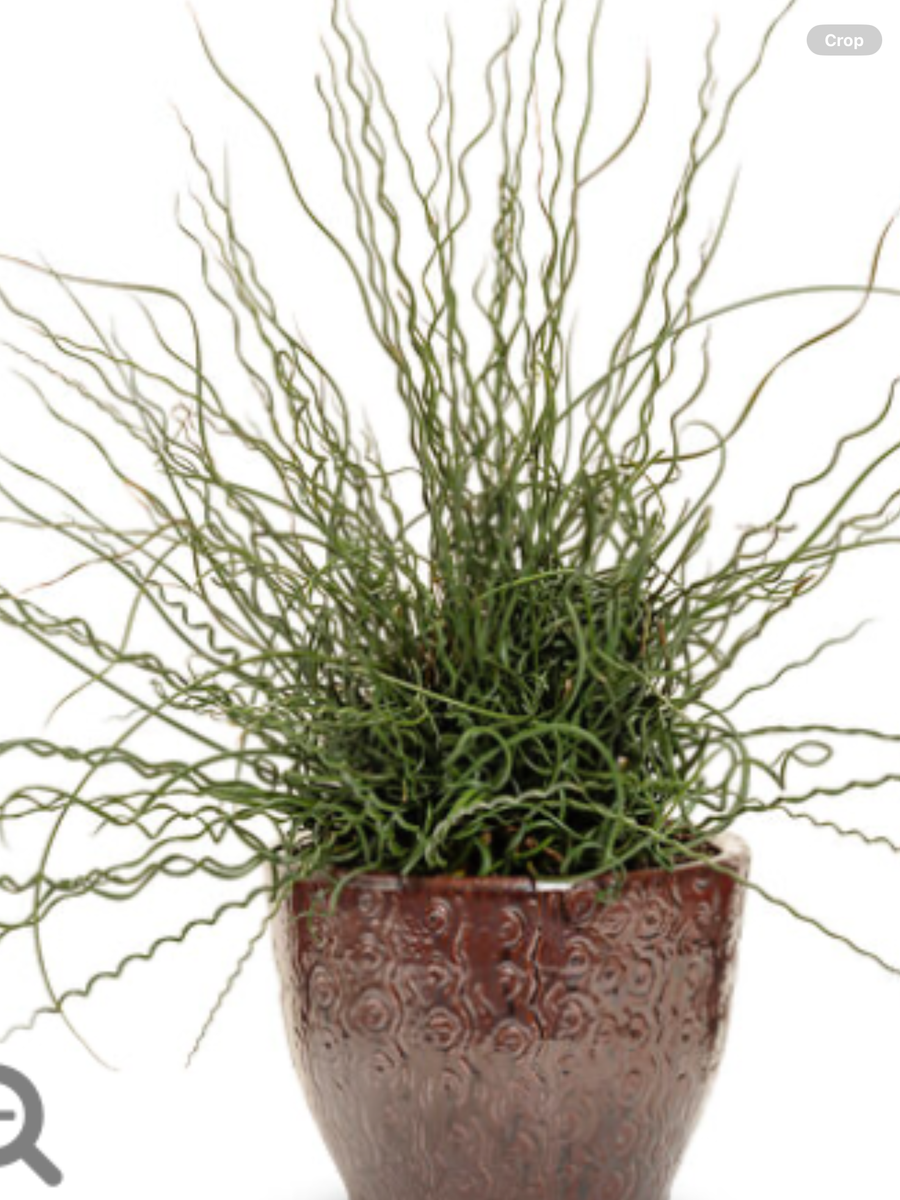 Graceful Grasses® Curly Wurly Corkscrew Rush Juncus effusus – Laporte's ...