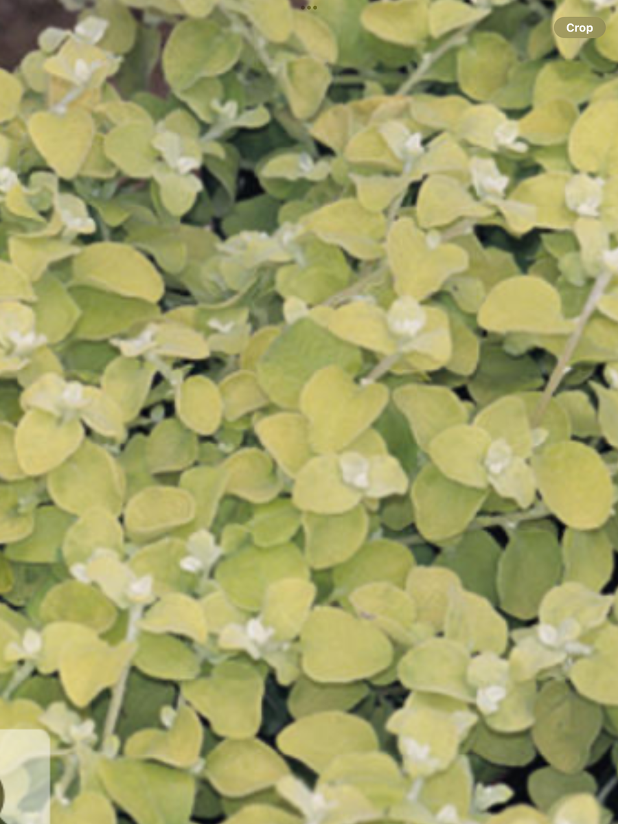 Lemon Licorice Licorice Plant Helichrysum petiolare – Laporte's Nursery ...