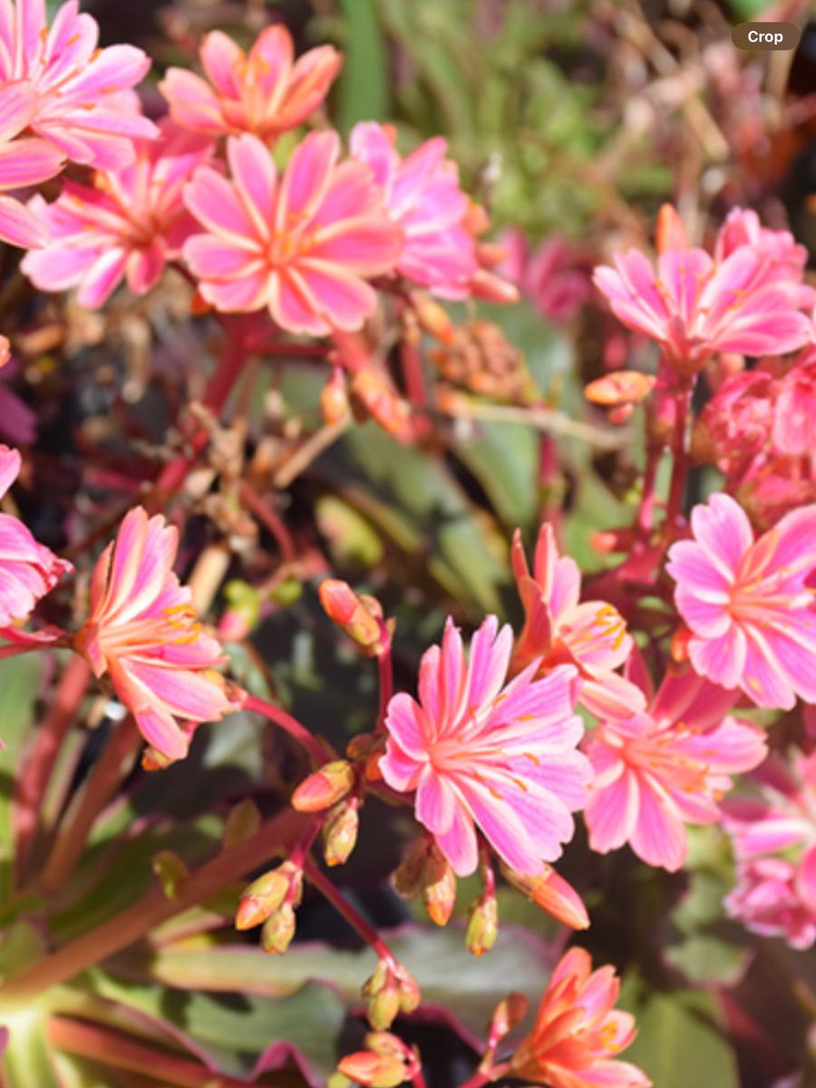 Lewisia Rainbow Mix – Laporte's Nursery & Greenhouses Inc.