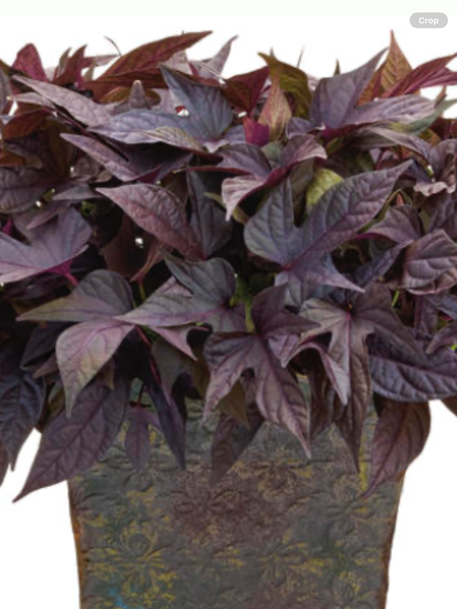 Sweet Caroline Raven™ Ornamental Sweet Potato Vine Ipomoea batatas ...