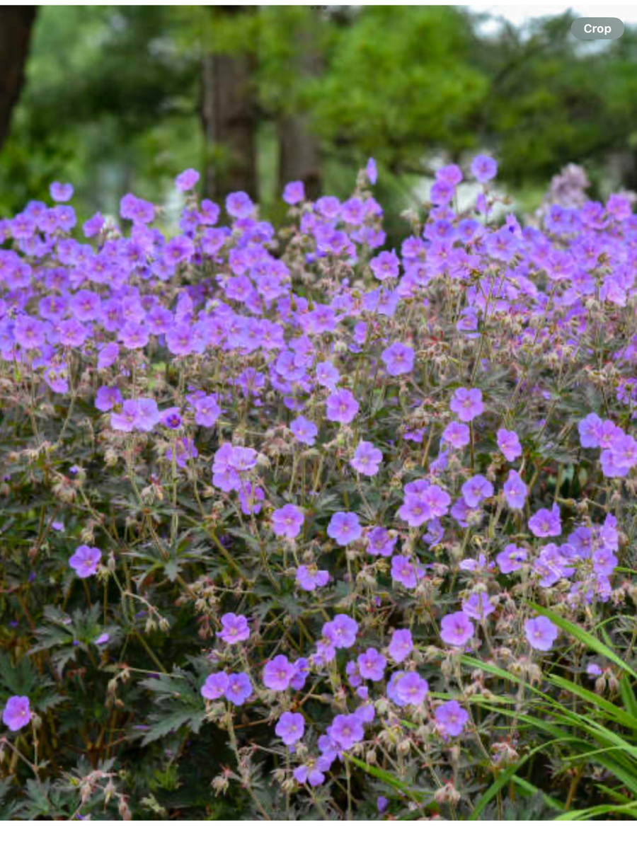 'Boom Chocolatta' Hardy Geranium, Cranesbill Geranium pratense ...