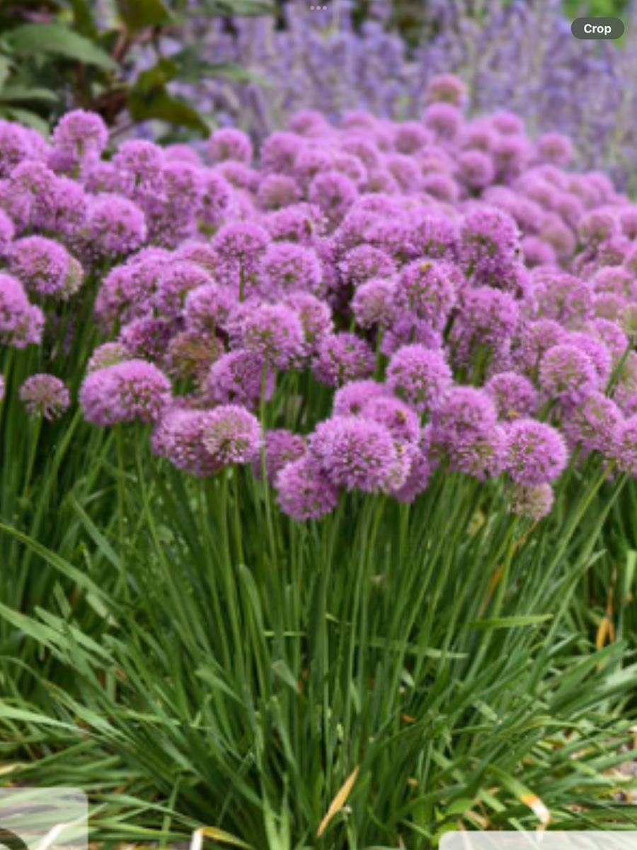 'Serendipity' Ornamental Onion Allium hybrid – Laporte's Nursery ...