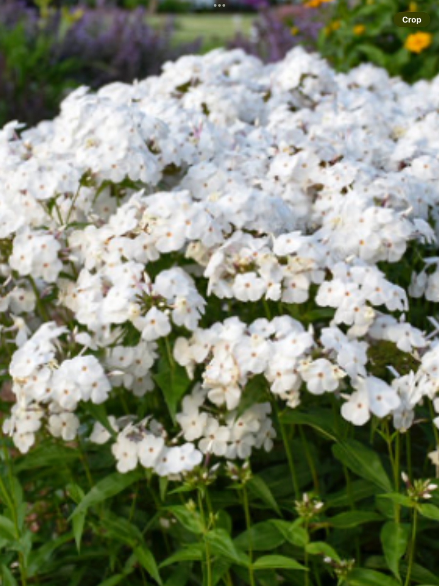 'Opening Act White' Phlox hybrid – Laporte's Nursery & Greenhouses Inc.