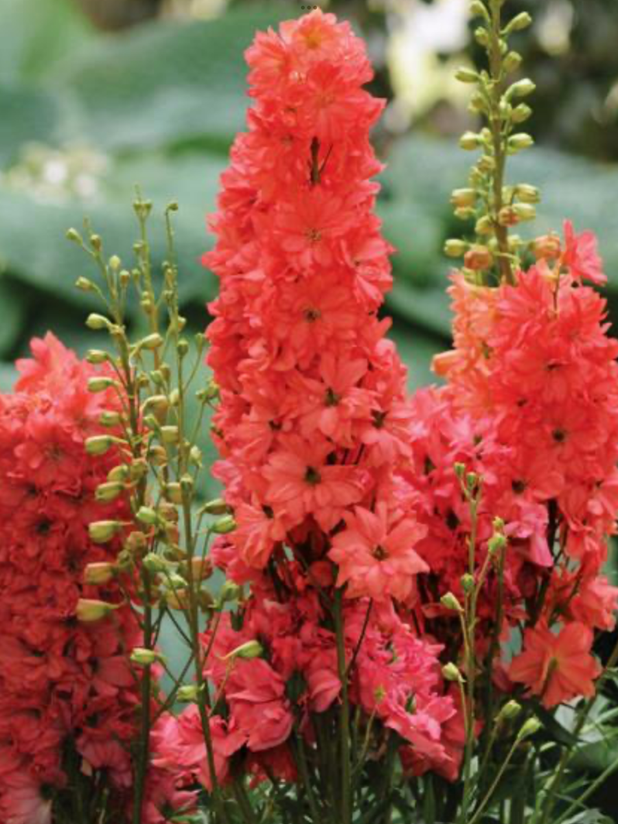 Delphinium Red Lark – Laporte's Nursery & Greenhouses Inc.