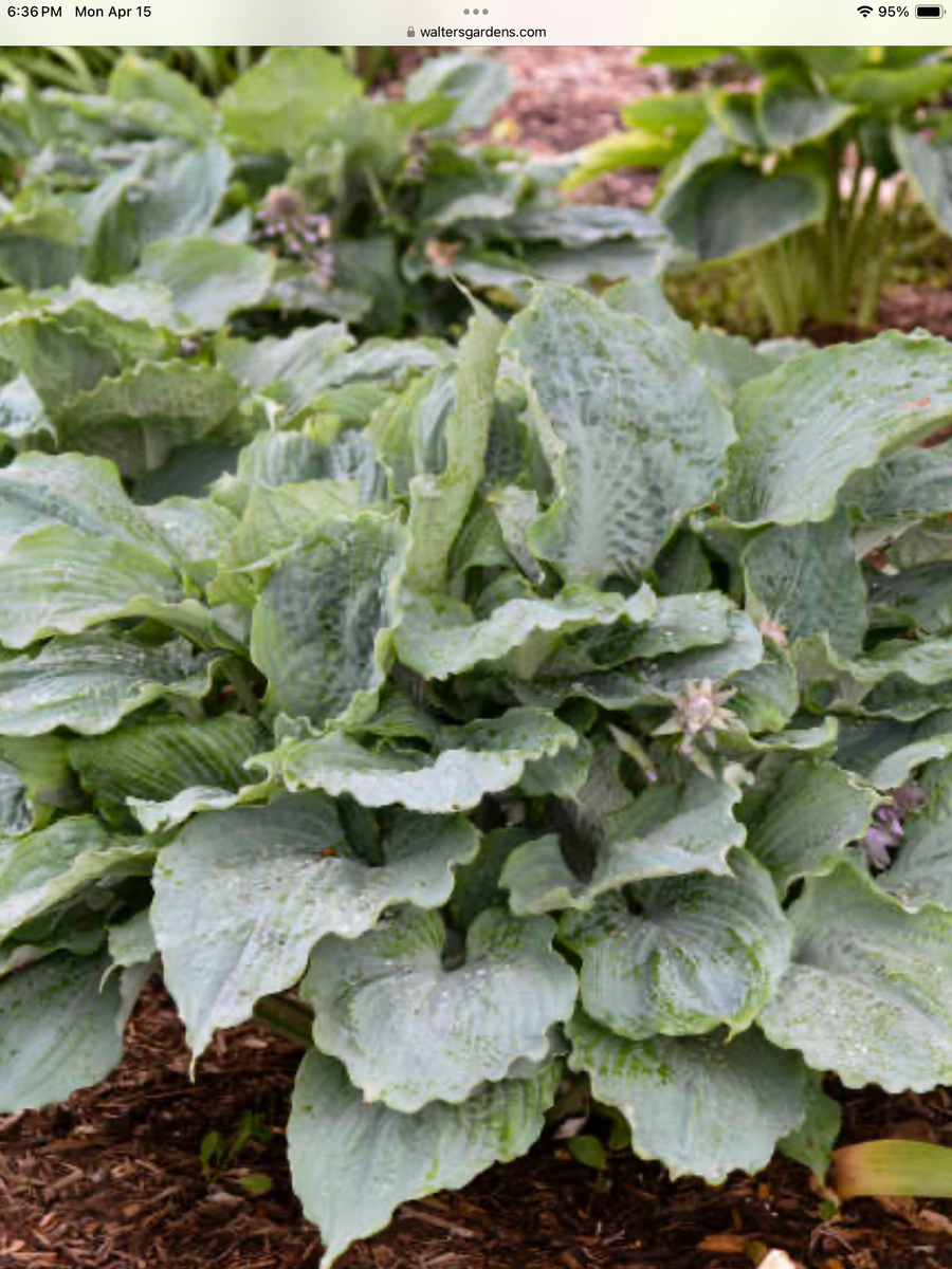 Shadowland® 'Diamond Lake' Hosta hybrid – Laporte's Nursery ...