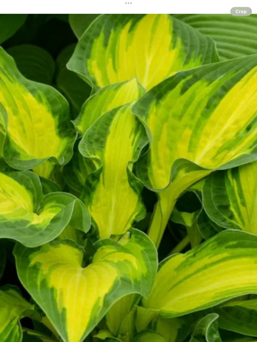 Hosta Specimen Happy Dayz – Laporte's Nursery & Greenhouses Inc.