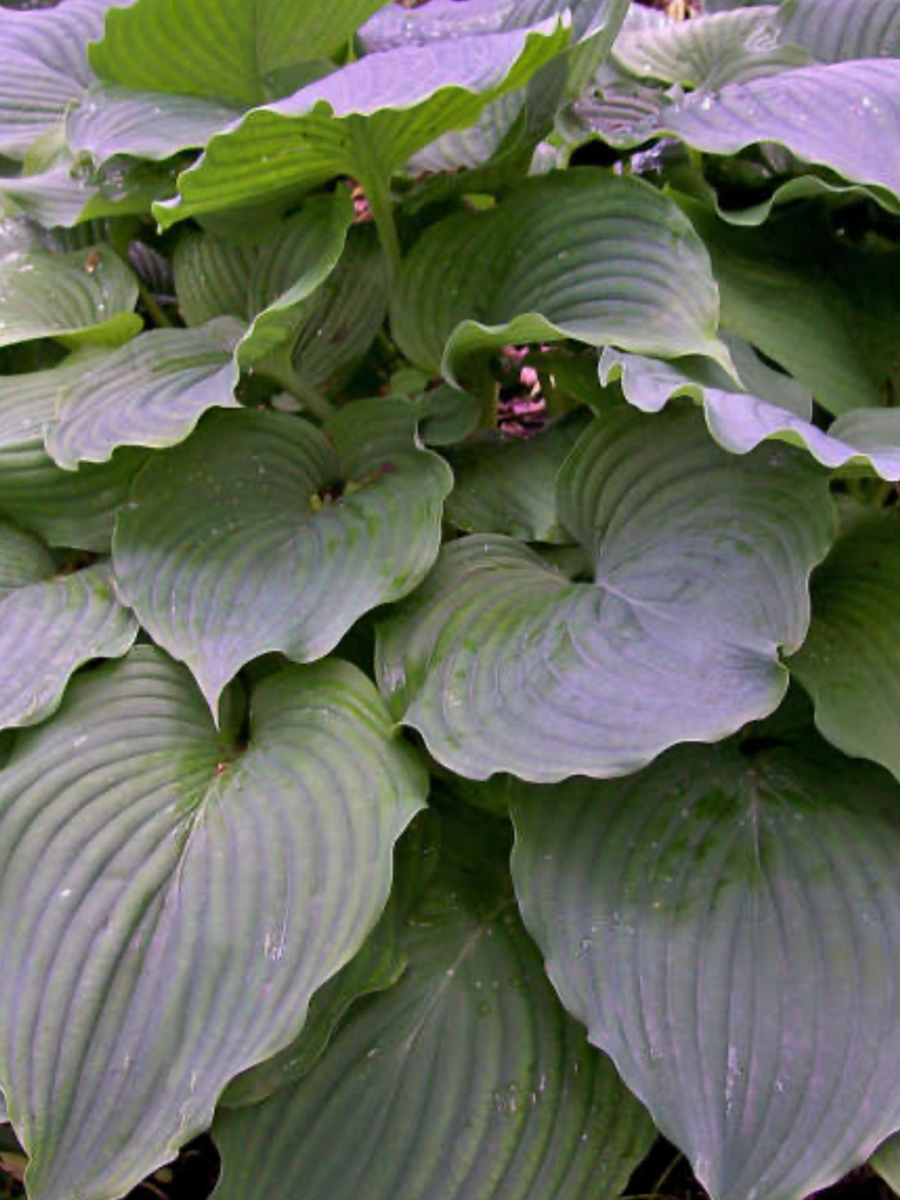 Hosta Specimen Komodo Dragon – Laporte's Nursery & Greenhouses Inc.