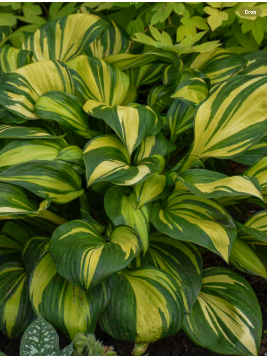 Hosta Specimen Rainbows End – Laporte's Nursery & Greenhouses Inc.