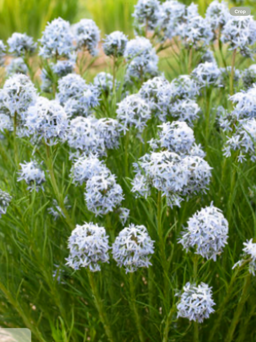 'String Theory' Blue Star Amsonia hybrid – Laporte's Nursery ...