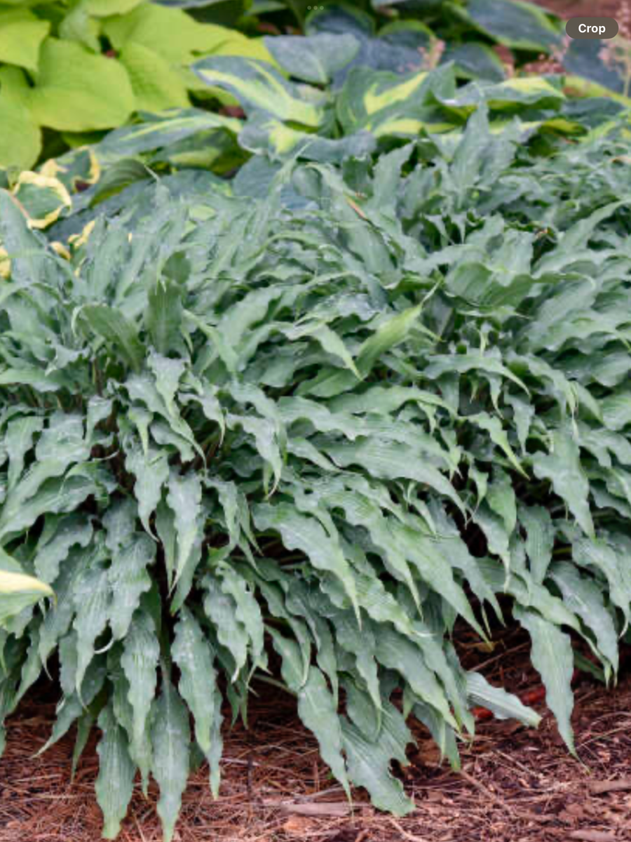Hosta Specimen Silly String – Laporte's Nursery & Greenhouses Inc.