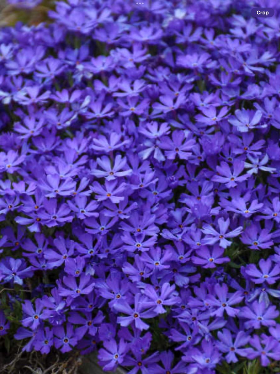 Phlox subulata Violet Pinwheels – Laporte's Nursery & Greenhouses Inc.