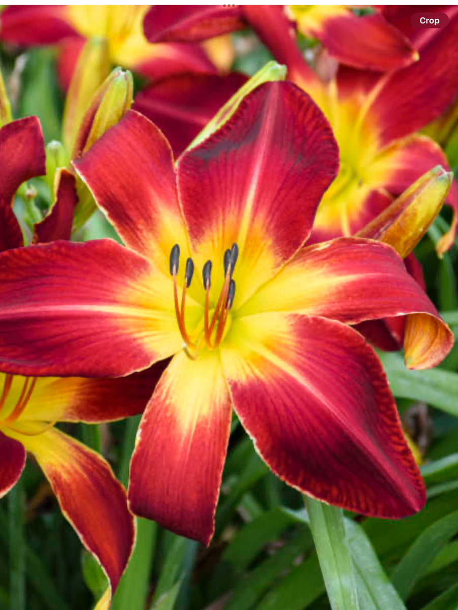 Rainbow Rhythm® 'Ruby Spider' Daylily Hemerocallis hybrid – Laporte's ...
