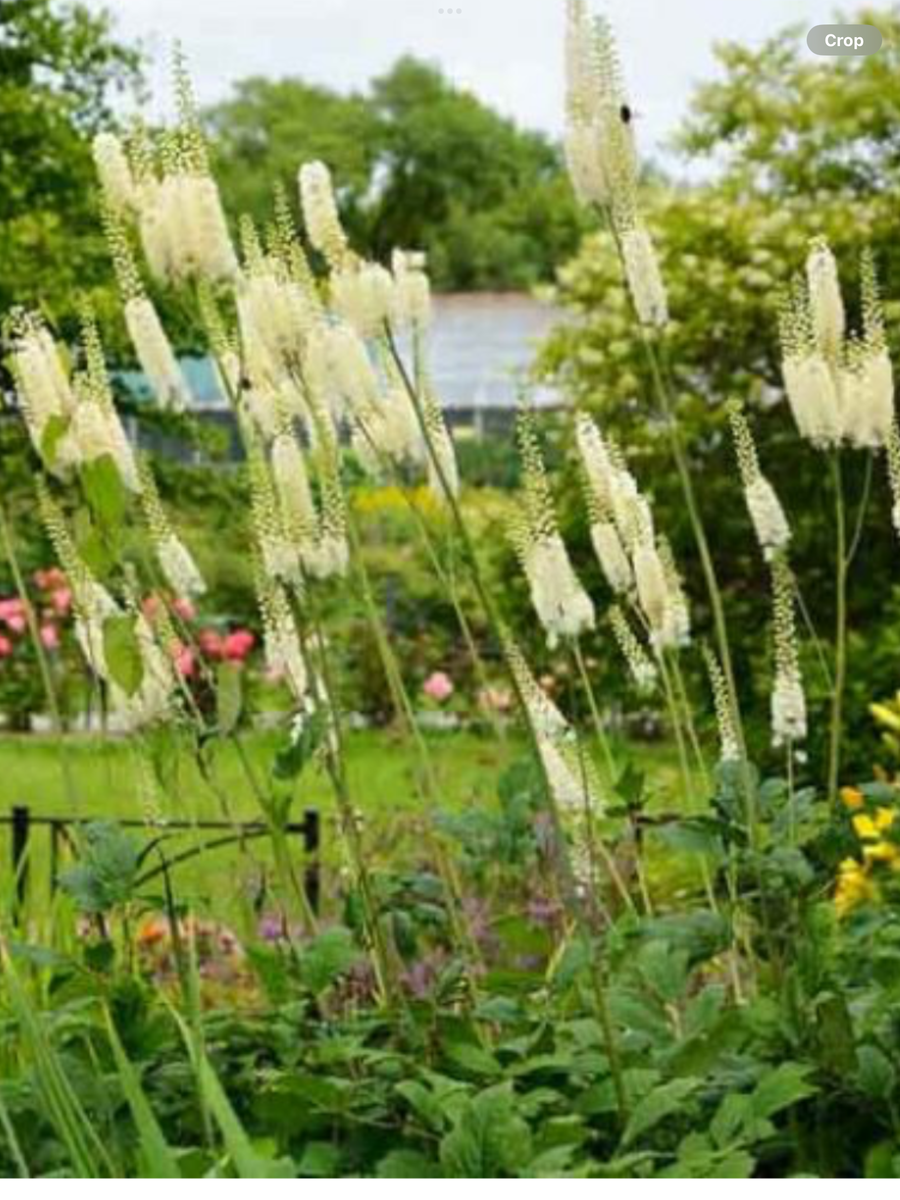 Actaea Racemosa – Laporte's Nursery & Greenhouses Inc.