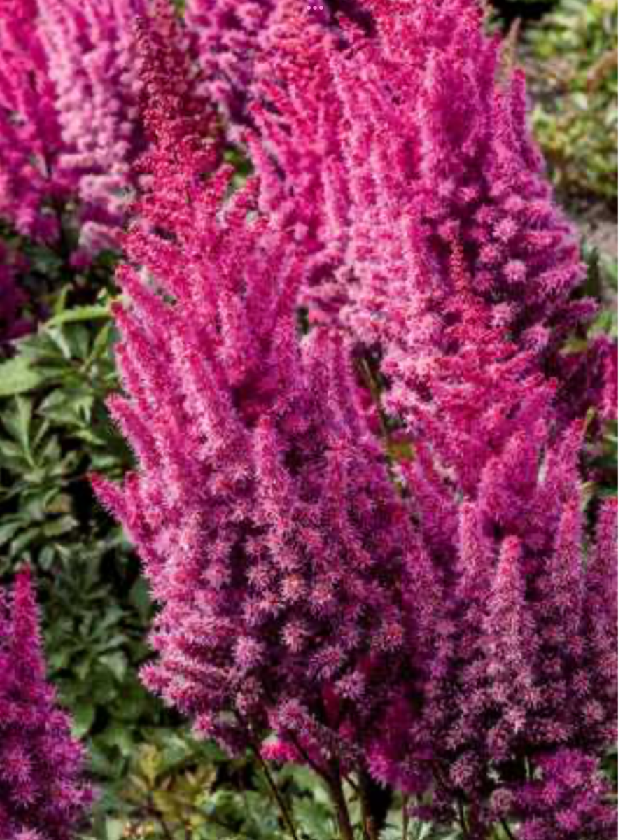 Astilbe hybrida Younique Ruby Red – Laporte's Nursery & Greenhouses Inc.