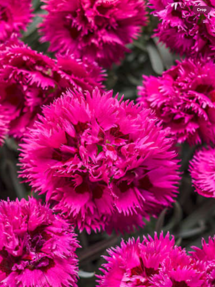Fruit Punch® 'Spiked Punch' Pinks Dianthus hybrid – Laporte's Nursery ...
