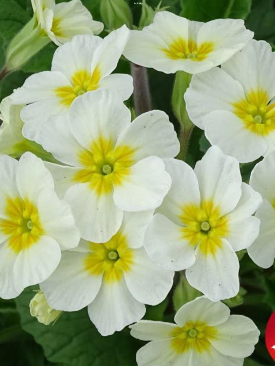 Primula vulgaris Oakleaf White – Laporte's Nursery & Greenhouses Inc.