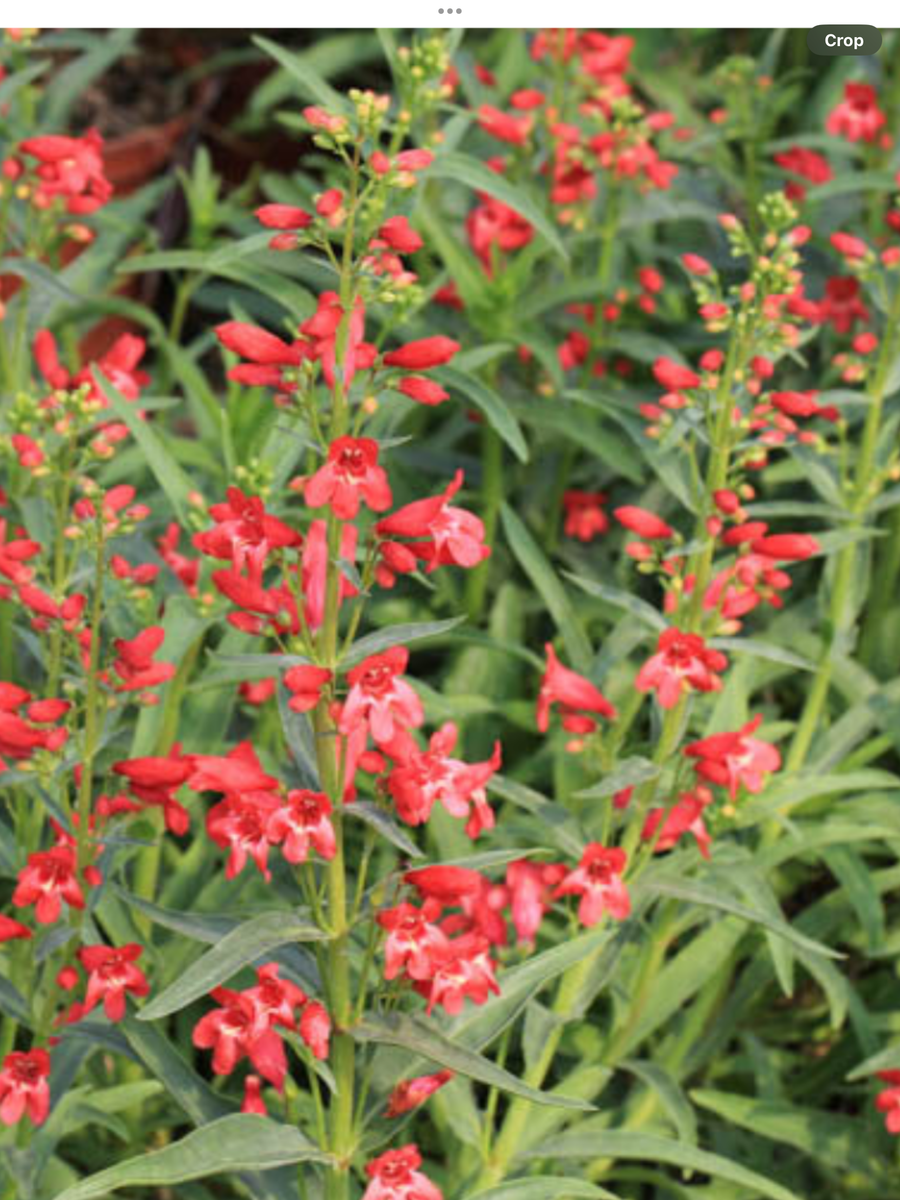 Penstemon Red Riding Hood – Laporte's Nursery & Greenhouses Inc.