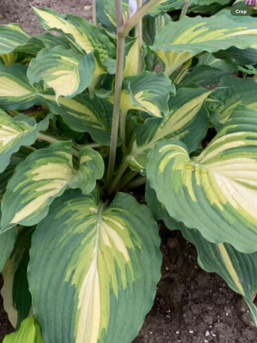 Shadowland® 'Love Story' Hosta hybrid – Laporte's Nursery & Greenhouses ...