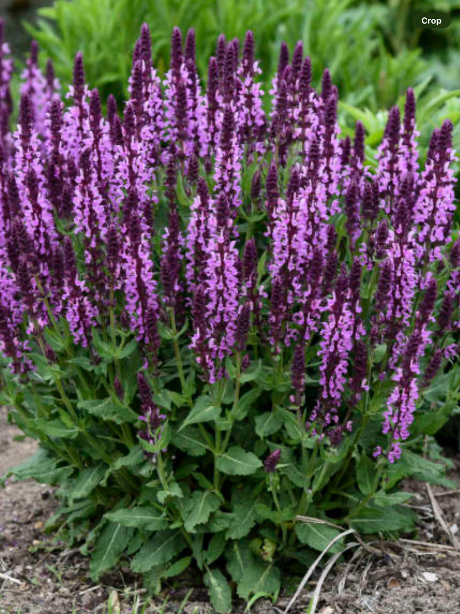 'Perfect Profusion' Perennial Salvia Salvia nemorosa – Laporte's ...