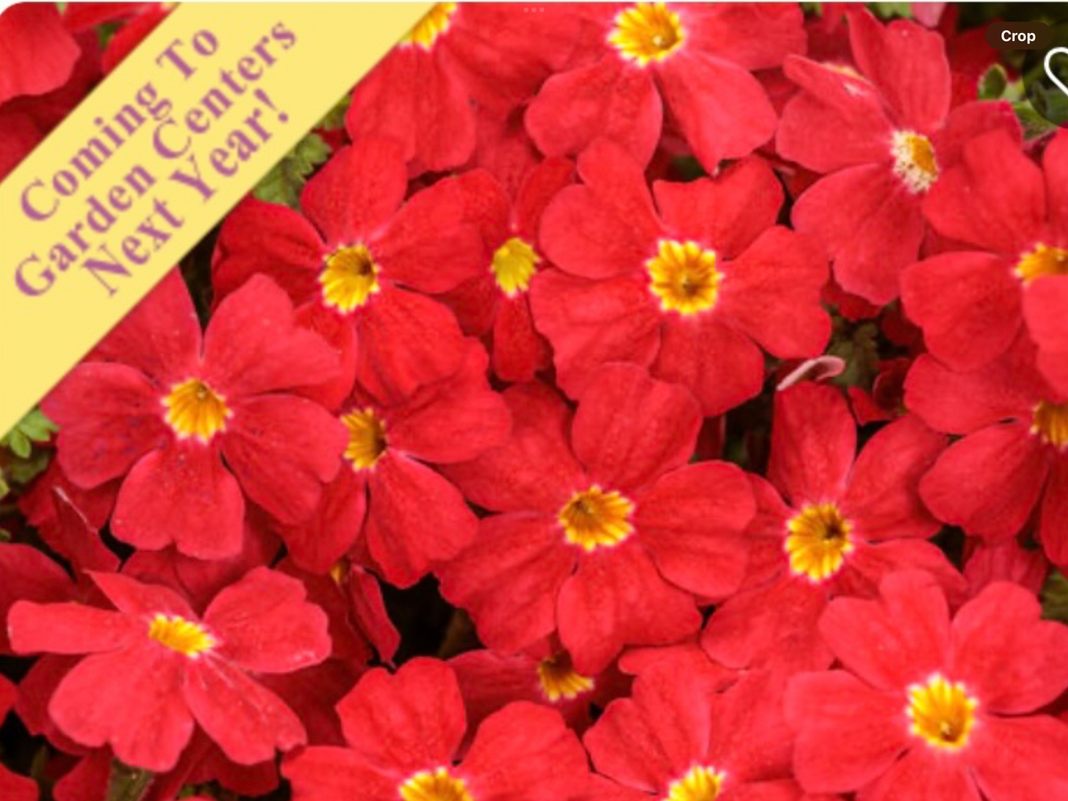 Safari® Lava Flow South African phlox Jamesbrittenia hybrid – Laporte's ...